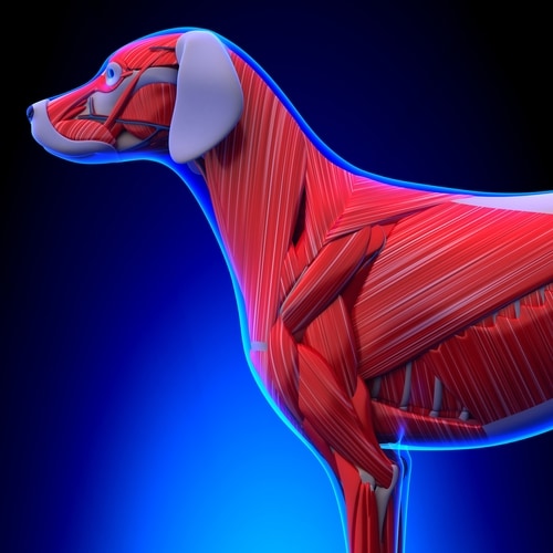 Canine Functional Anatomy Biomechanics Canine Functional Anatomy Biomechanics